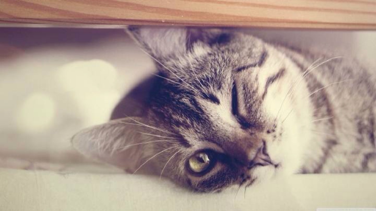 Ipad壁纸卡通猫咪 千图网