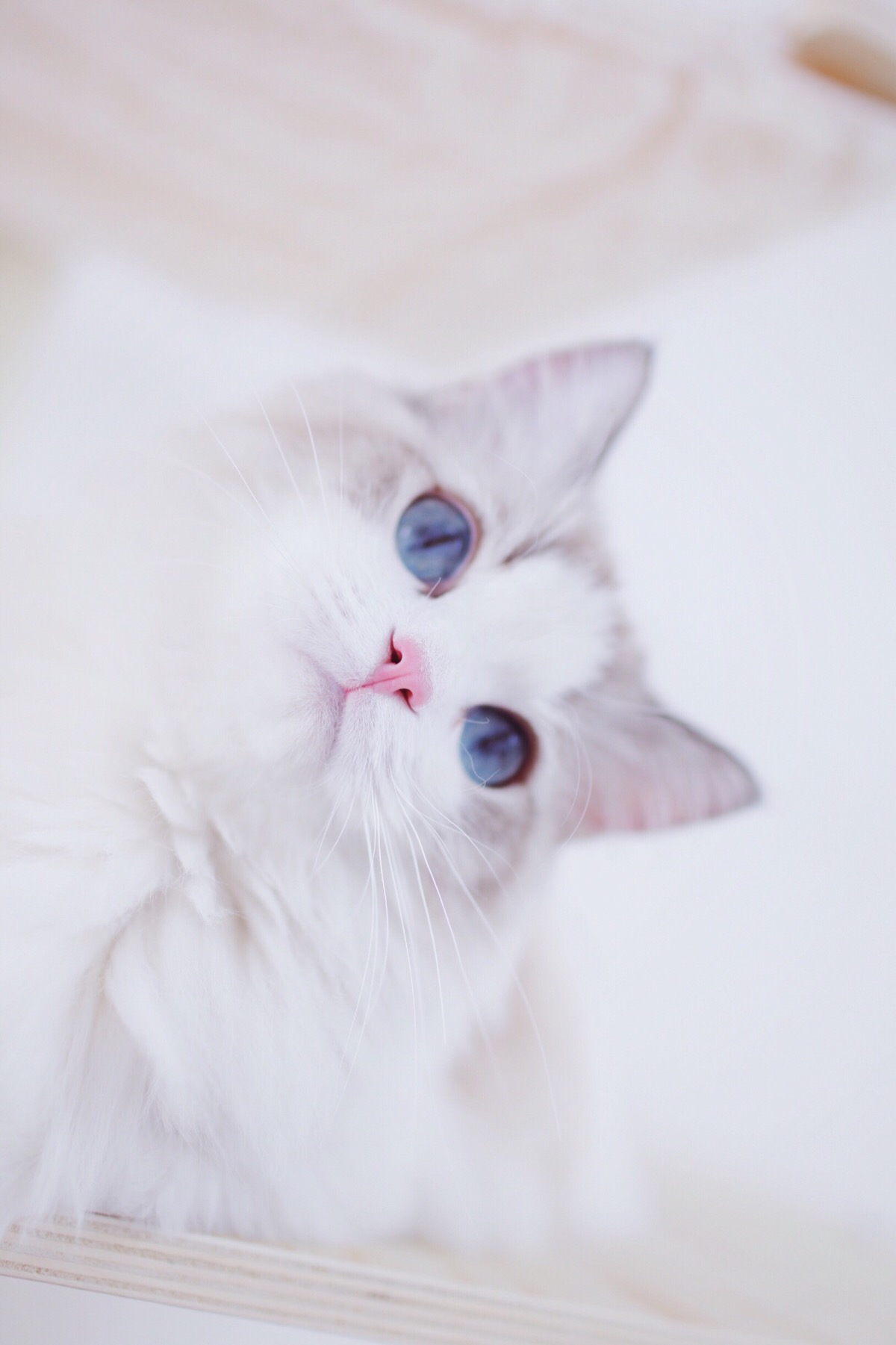 可爱壁纸少女心猫咪 千图网